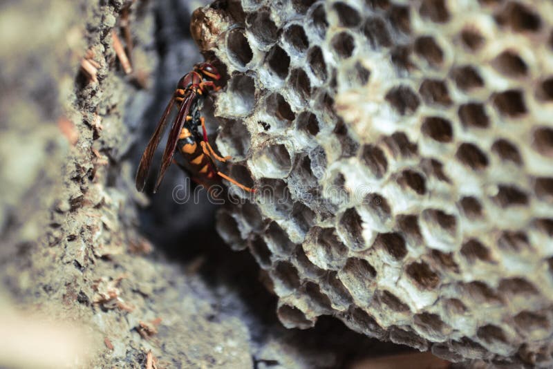 Closeup Shot of Working Bees on Beehive Stock Image - Image of summer ...