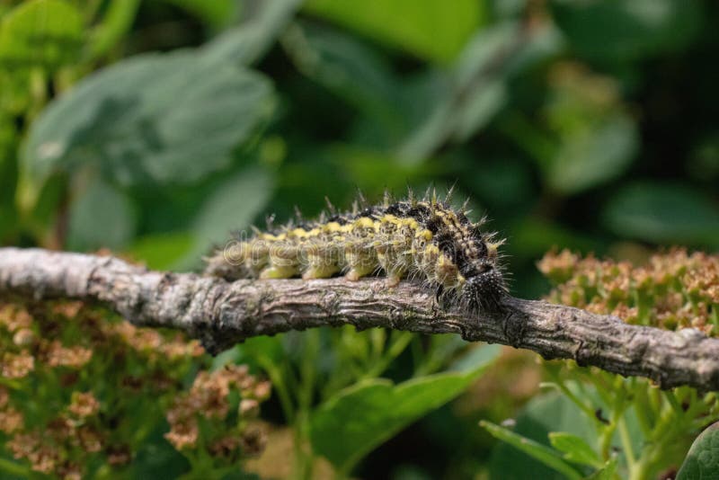 Closeup Shot of a Worm on a Tree Branch with a Blurred Background Stock ...