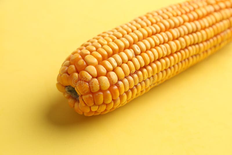 Closeup Shot of Yellow Corn in Color Background Stock Image - Image of ...