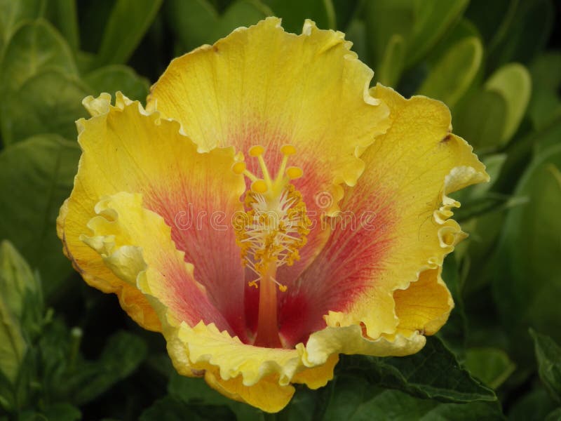 Closeup Shot of Yellow Hibiscus Stock Photo - Image of botany ...