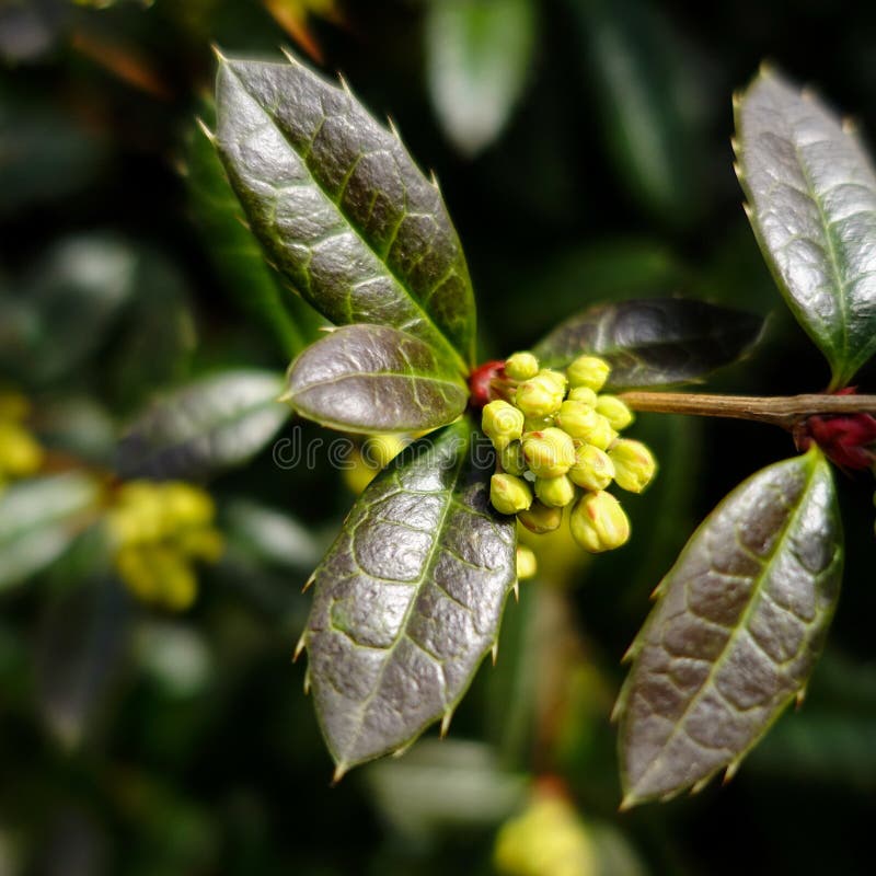 Closeup Shot of Yellow Ilex Growing on a Shrub Stock Photo - Image of ...