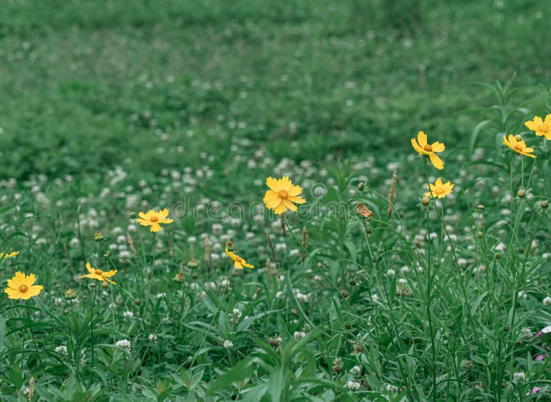 Closeup Shot of Yellow Lance-leaved Coreopsis Flowers Stock Image ...