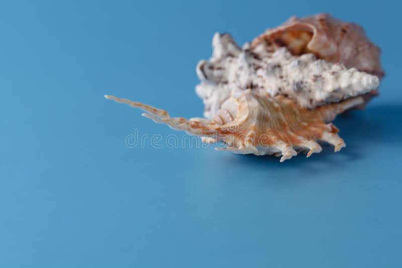 Closeup Shot of Yellow Sea Shell Laying on Blue Silk Stock Photo ...