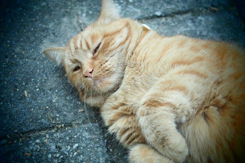 Closeup Shot of a Yellow Striped Cat on the Ground Stock Image - Image ...