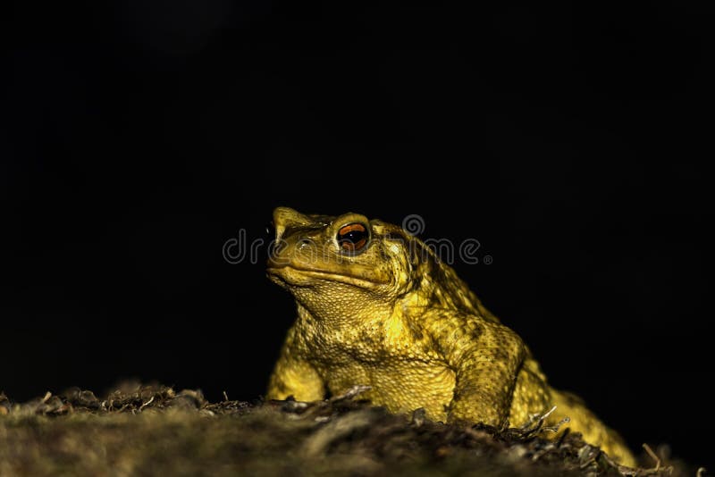 Closeup Shot of Yellow Toad with Bulging Red Eye Isolated on a Dark ...