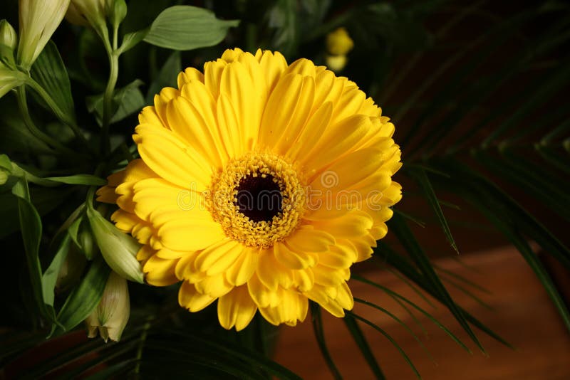 Closeup Shot of a Yellow Transvaal Daisy in a Bouquet on the Table ...