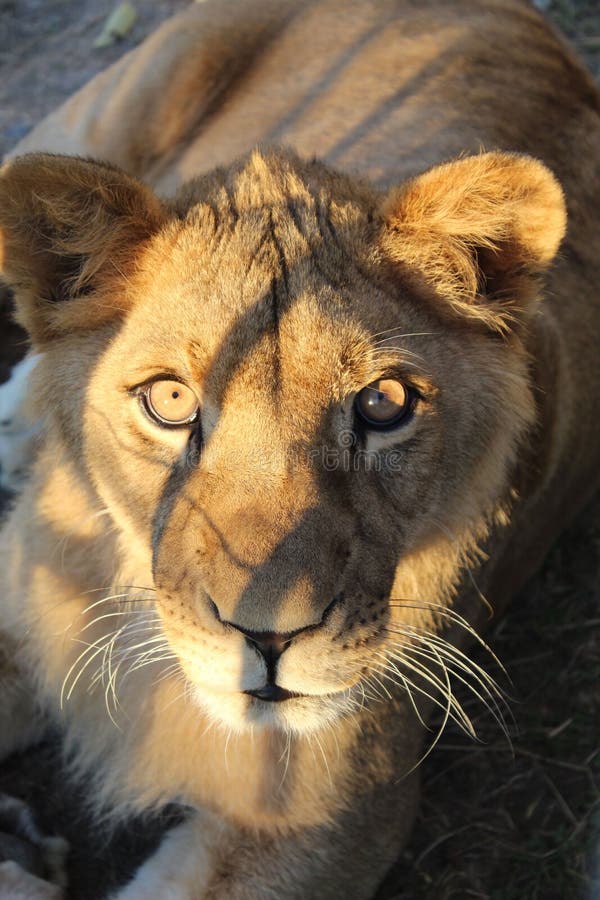 Closeup Shot of a Young Asiatic Lion Looking Up with a Shadow on Its ...
