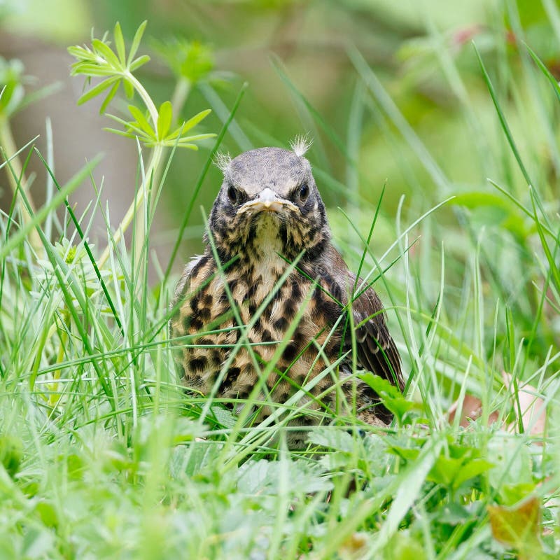 Closeup Shot of a Young Fieldfare in Lush Green Grass. Stock Photo ...