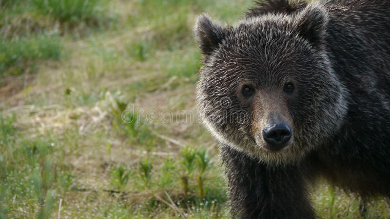 Closeup Shot of a Young Grizzly Bear in Alberta, Canada Stock Photo ...
