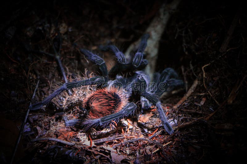 Closeup Shot of a Yukatan Rust Rump Tarantula on the Ground Stock Photo ...