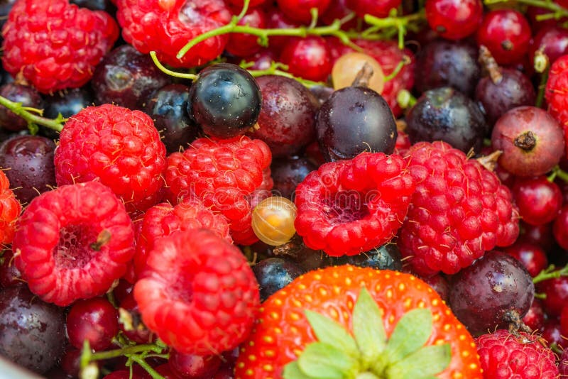 Closeup Shut of Different Types of Fresh Red Berried Collected during ...