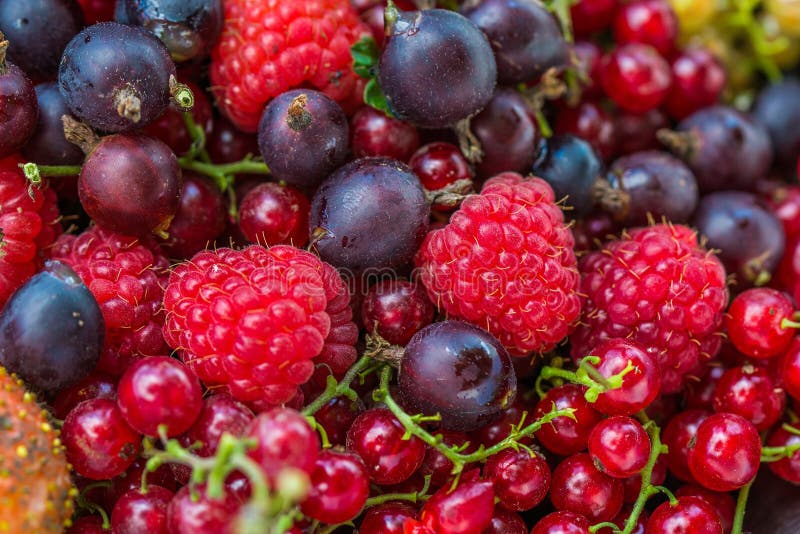 Closeup Shut of Different Types of Fresh Red Berried Collected during ...