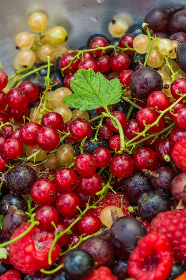 Closeup Shut of Different Types of Fresh Red Berried Collected during ...