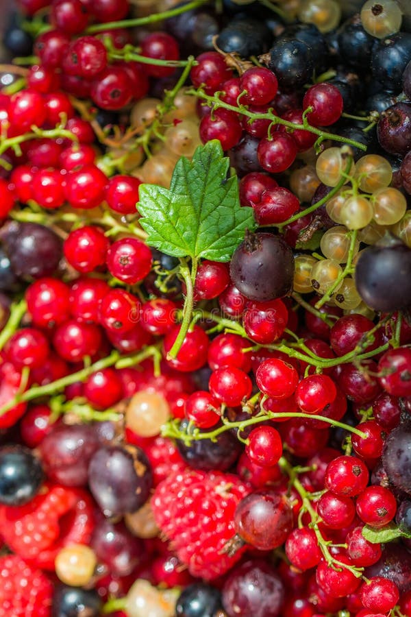 Closeup Shut of Different Types of Fresh Red Berried Collected during ...