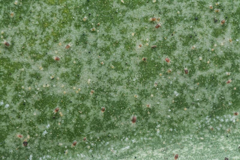 Closeup with the Sickly Green Leaf with Disease Infection. Stock Image ...