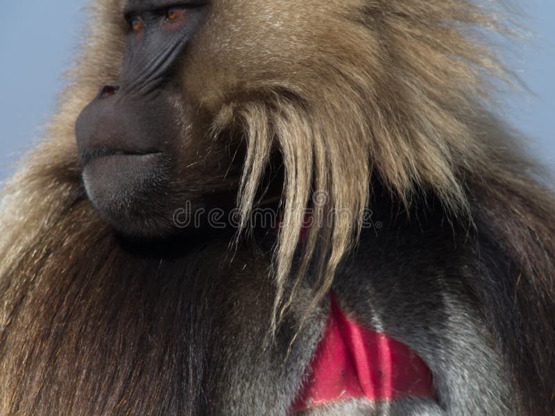 Closeup Side on Full Face Portrait of Gelada Monkey Theropithecus ...