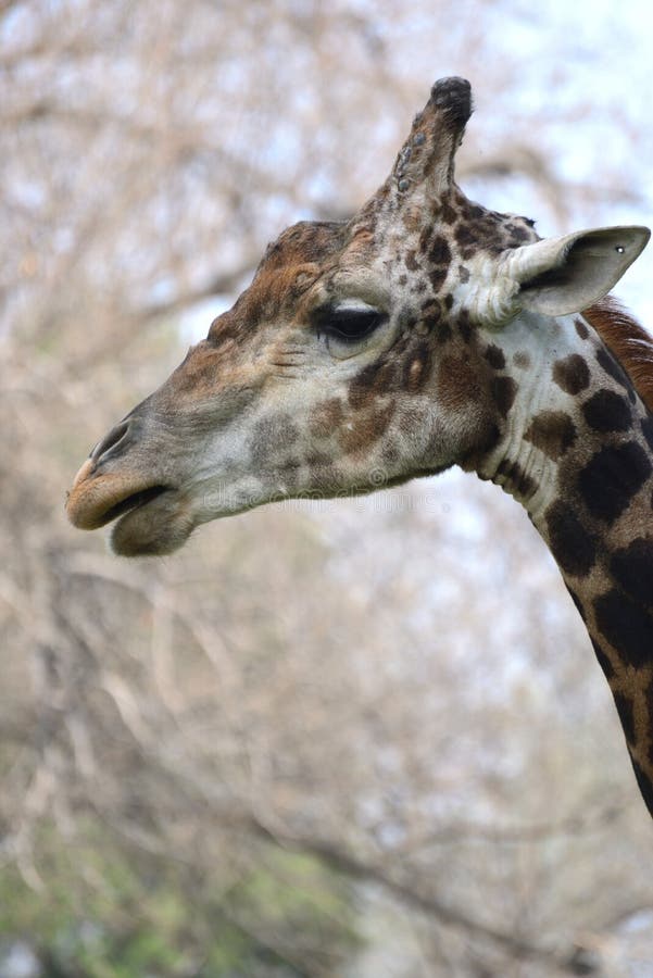 Male giraffe portrait stock image. Image of fresh, tall - 115136711