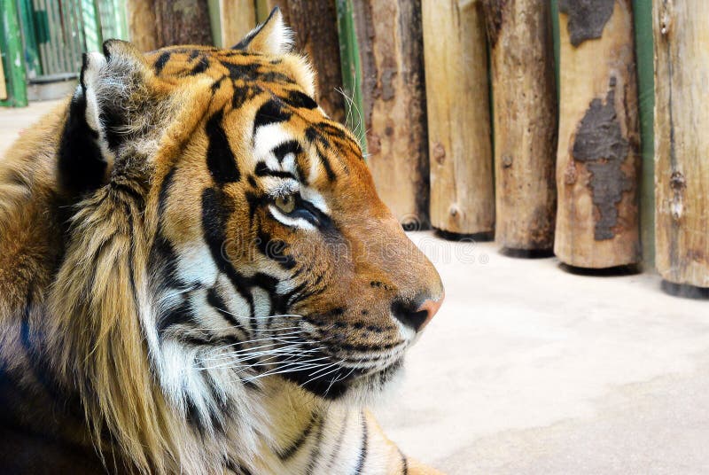 Closeup Side Portrait of a Sumatran Tiger, Look at Right Stock Photo ...