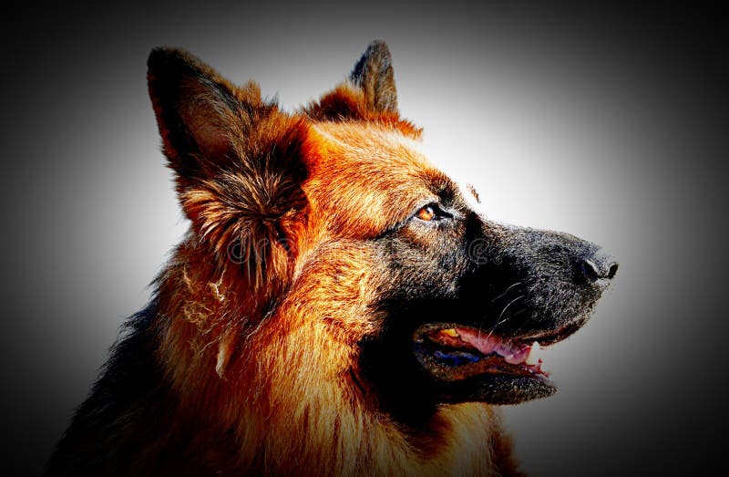 Closeup of a Side Profile of a German Shepherd Stock Photo - Image of ...