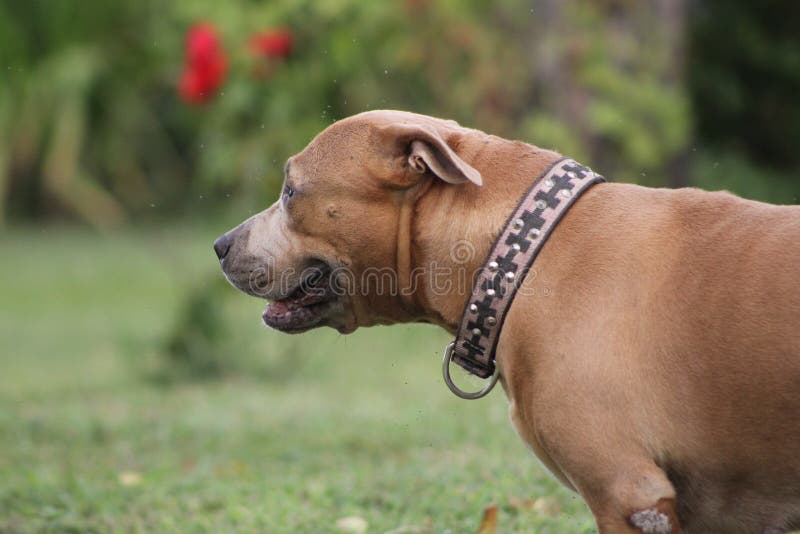 623 Bull Side Profile Outline Stock Photos - Free & Royalty-Free Stock ...