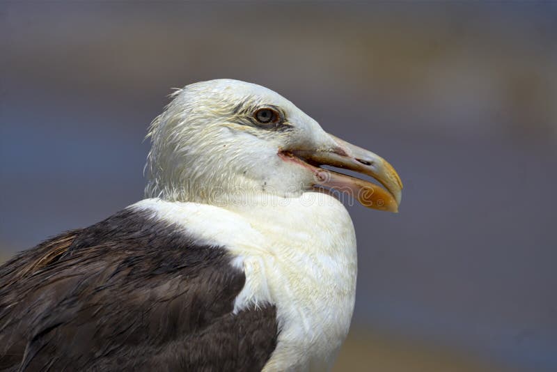 Closeup of the Side Profile of a Seagull Stock Photo - Image of gull ...