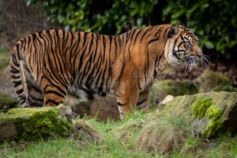 Closeup Side Shot of a Sumatran Tiger Walking on the Green Grass Stock ...
