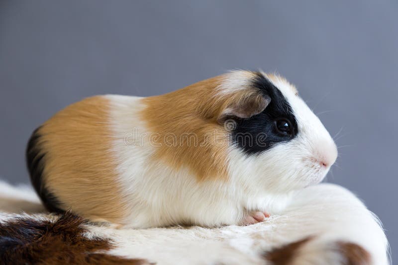 379 Guinea Pig Side View Stock Photos - Free & Royalty-Free Stock ...