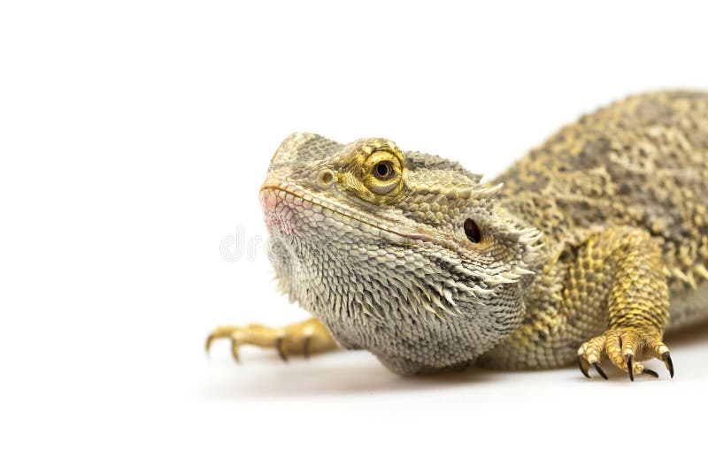 Closeup Side View of the Mortar Brass Stock Photo - Image of pestle ...