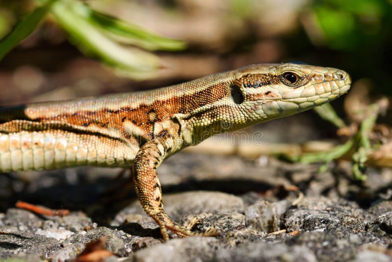 Closeup Side View of an Alert Common Wall Lizard on a Rock Looking ...