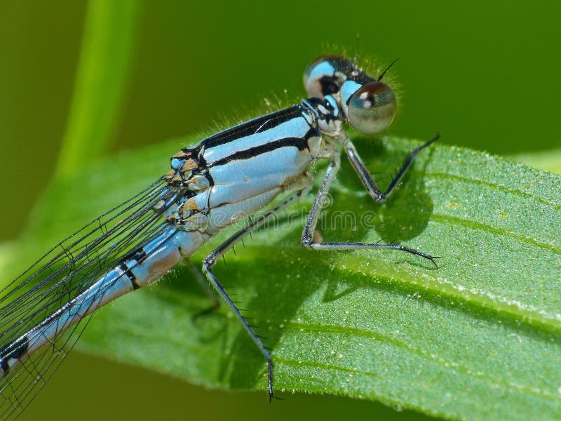Boreal Bluet in Profile stock photo. Image of boreal - 106917616