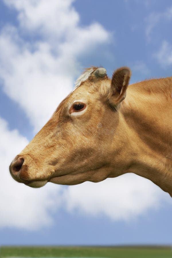 Closeup Side View of Brown Cow Against Sky Stock Photo - Image of ...