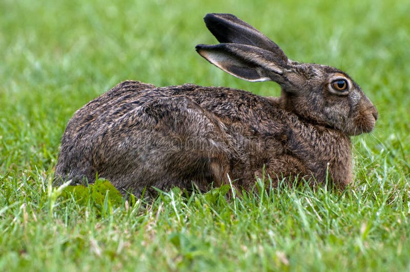 Close-up of a Hare - Lying in the Grass while it Eats Stock Photo ...