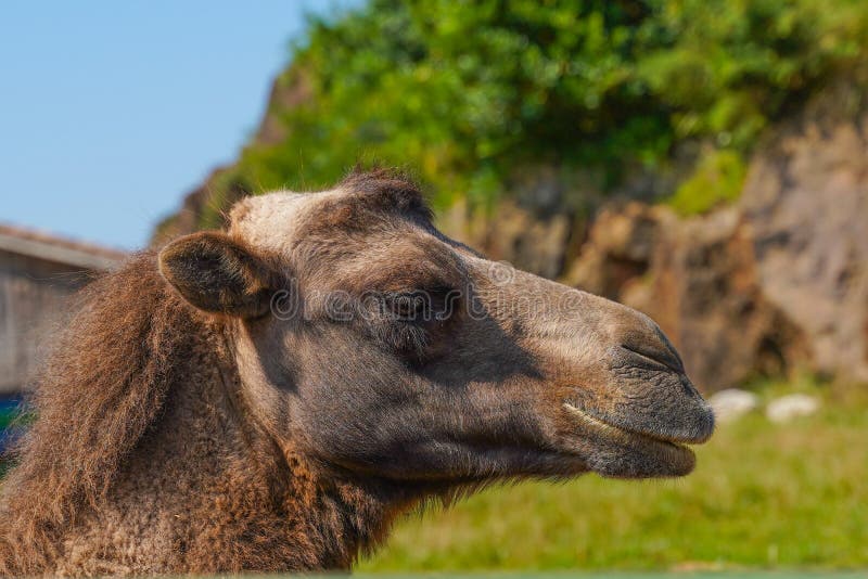 Closeup Side View of Camel Face Stock Image - Image of portrait ...