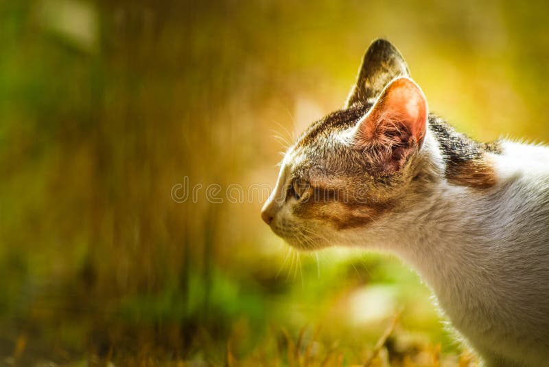 Closeup Side View of a Cute Cat Face Stock Photo - Image of side, small ...