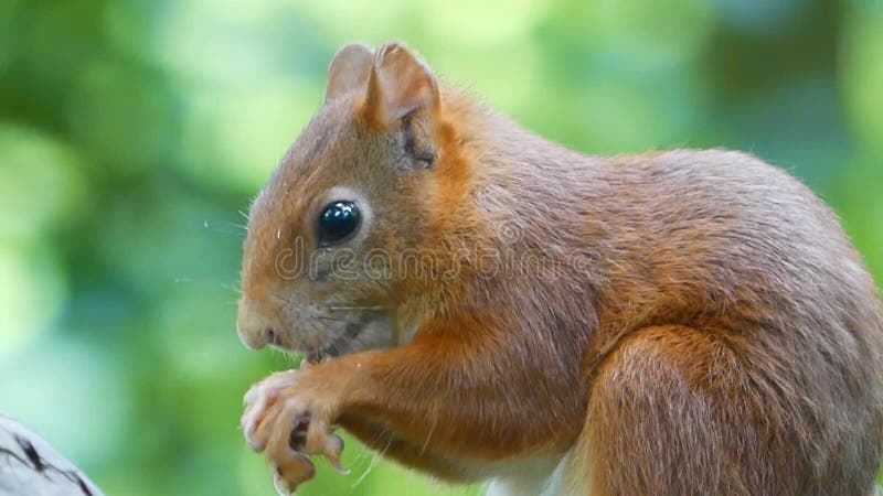 Closeup Side View of an Eurasian Red Squirrel Eating Nuts in Daytime ...