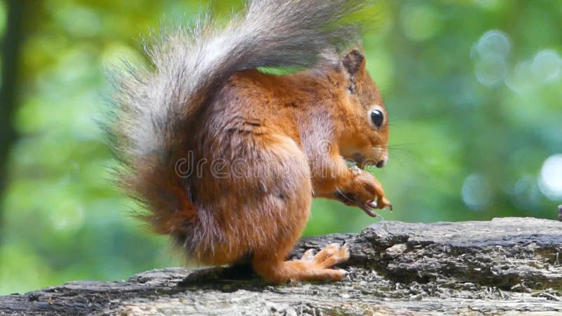 Closeup Side View of an Eurasian Red Squirrel Standing on a Tree Branch ...