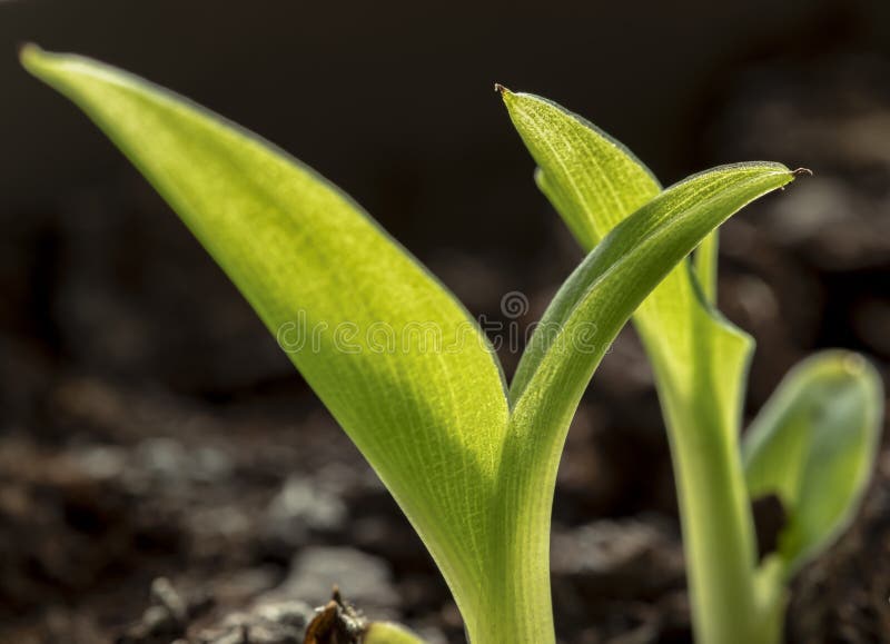 Closeup Side View of a Fresh Young Banana. Stock Image - Image of ...