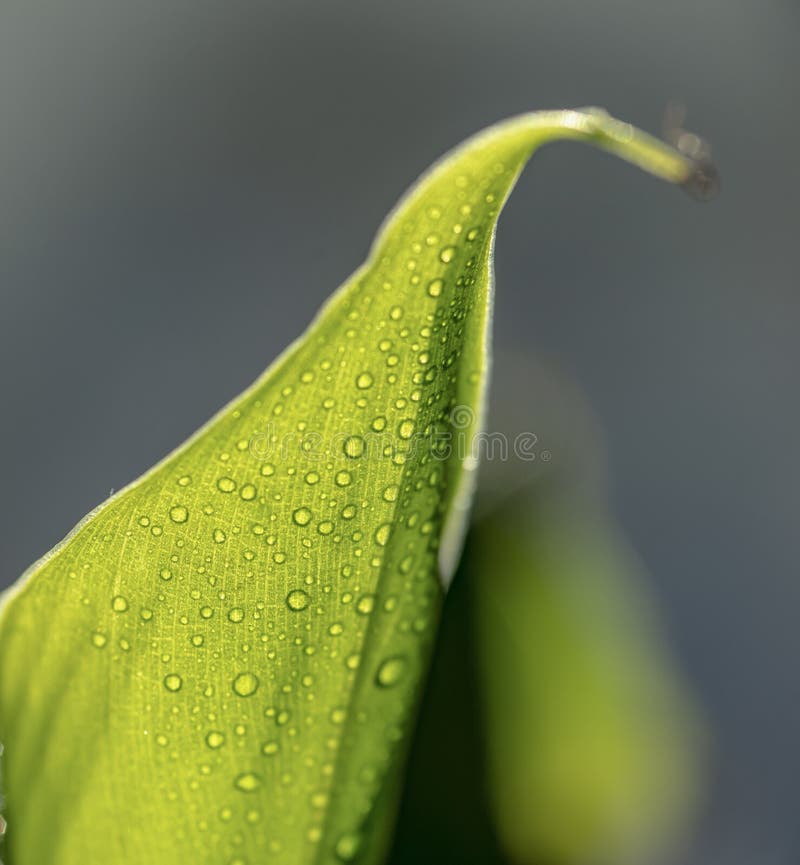 Closeup Side View of a Fresh Young Banana. Stock Photo - Image of ...