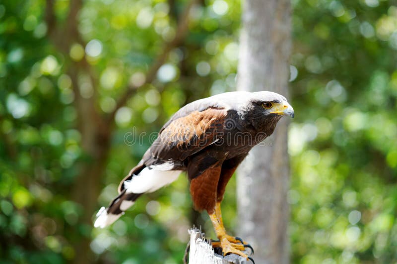 Closeup and Side View of Haris S Hawk on Timber and Blurred of Natural ...
