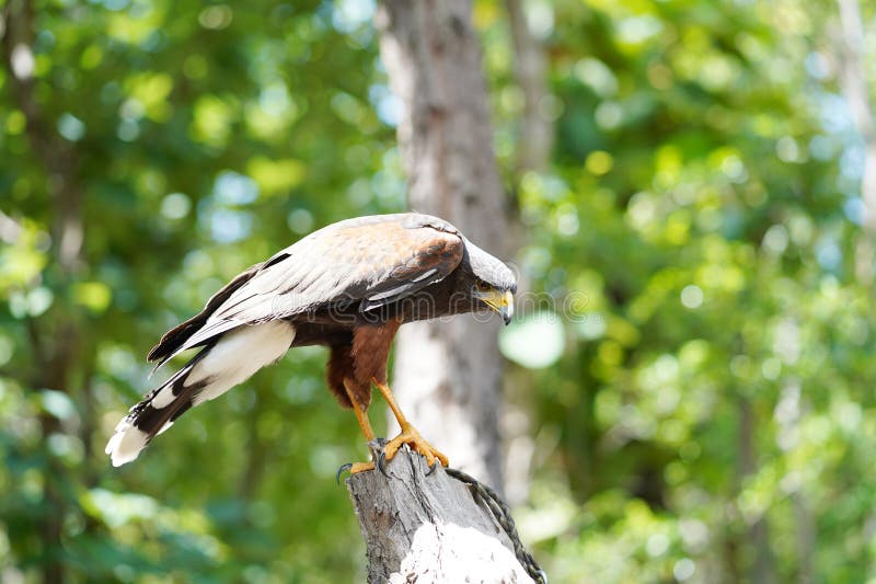 Closeup and Side View of Haris S Hawk on Timber and Blurred of Natural ...