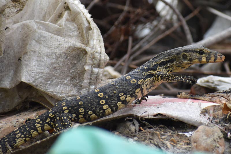 Closeup Side View of Heloderma Toxicoferid Lizard on the Ground Stock ...