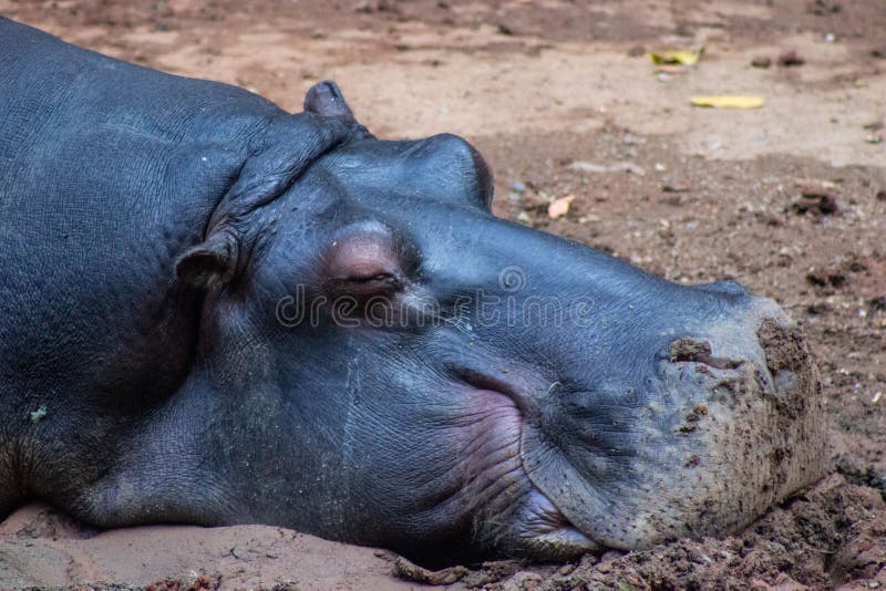 Closeup Side View of a Hippo Sleeping on the Muddy Ground Stock Photo ...