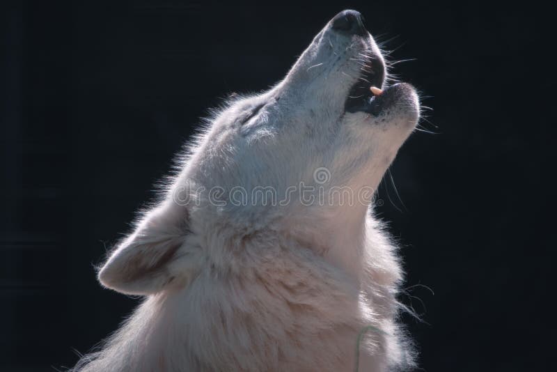 Howling Wolf Profile