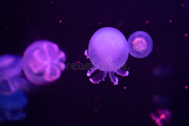 View Of A Jellyfish Cotylorhiza Tuberculata Swimming In The Sea Stock ...