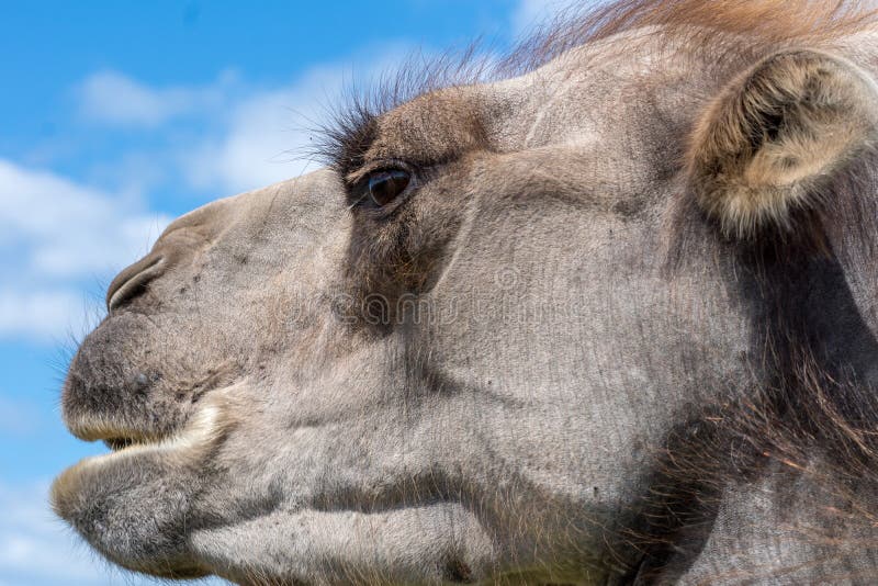 Closeup Side View of a Light Brown Camel Head Stock Image - Image of ...