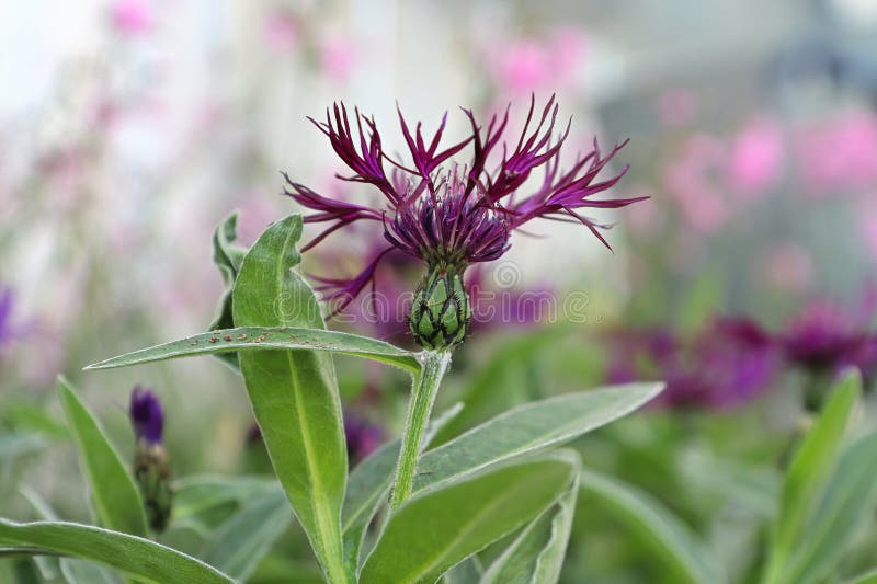Closeup Side View of a Purple Knapweed Flower Stock Photo - Image of ...