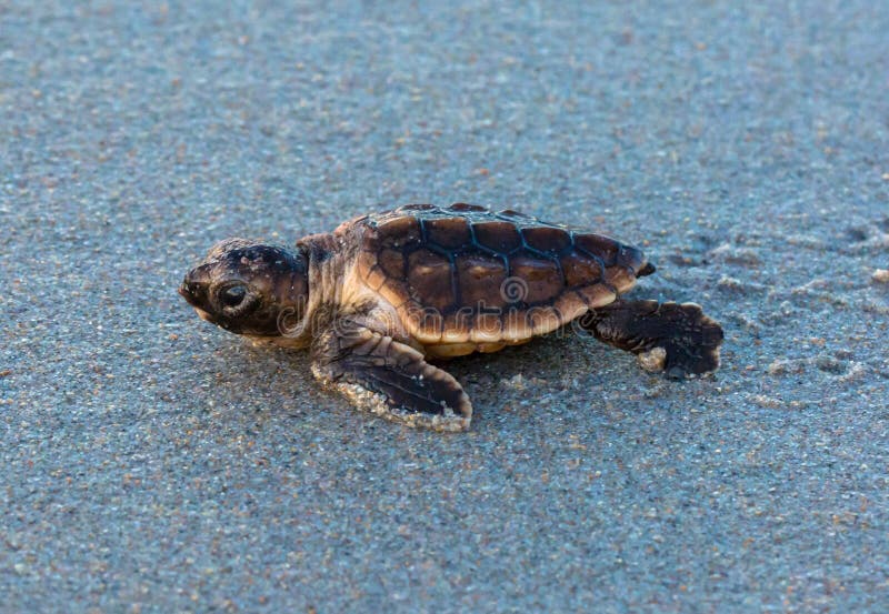 Closeup Side View of a Small Modern Sea Turtle Walking on a Sand Stock ...