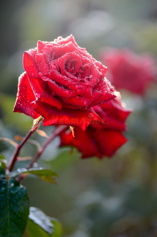 Closeup Side View of Two Red Roses with Water Drops on it. Stock Image ...