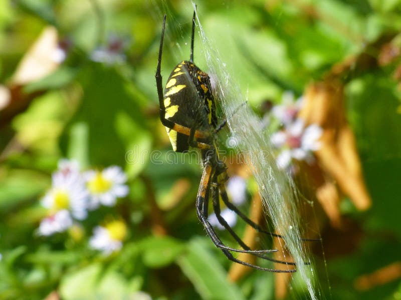 Side View Spider Its Web Stock Photos - Free & Royalty-Free Stock ...
