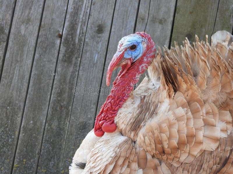 Wild Turkey Head Closeup stock photo. Image of eastern - 33579318